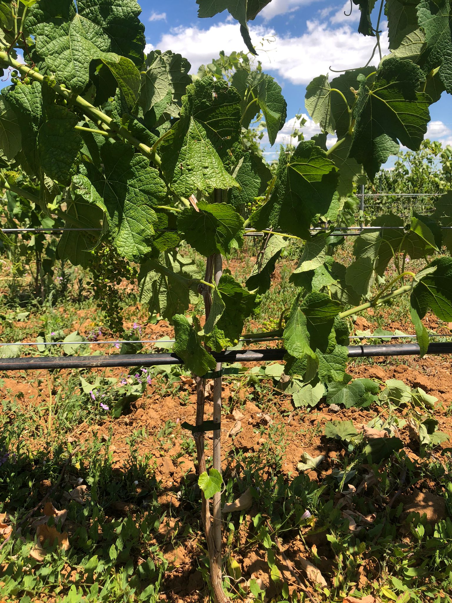 Comment entretenir la vigne