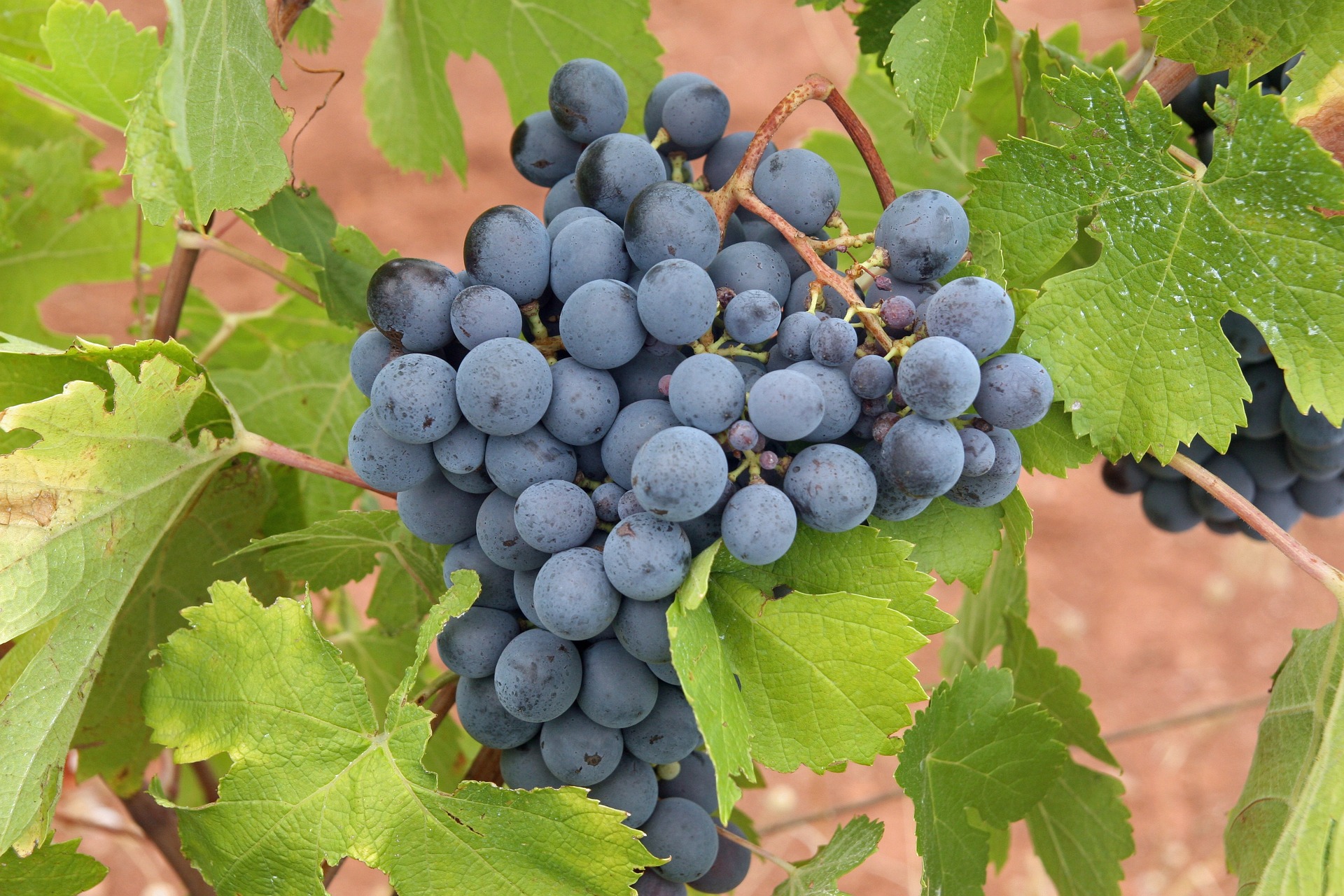 Le Calendrier de la vigne